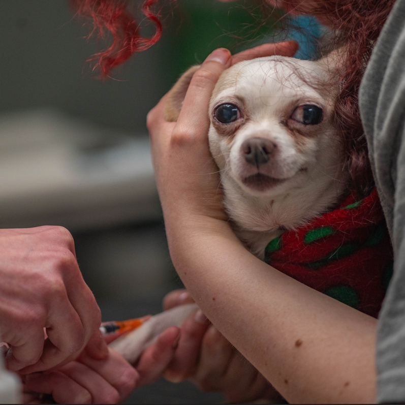 PAWS Atlanta: A No-Kill Animal Shelter in Metro Atlanta