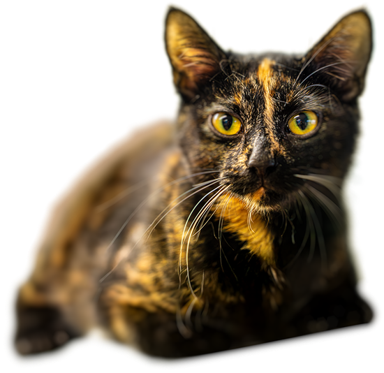 PAWS Atlanta: A No-Kill Animal Shelter in Metro Atlanta