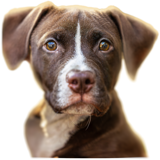 PAWS Atlanta: A No-Kill Animal Shelter in Metro Atlanta