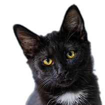 PAWS Atlanta: A No-Kill Animal Shelter in Metro Atlanta