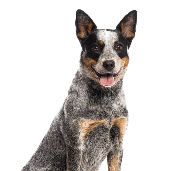 PAWS Atlanta: A No-Kill Animal Shelter in Metro Atlanta