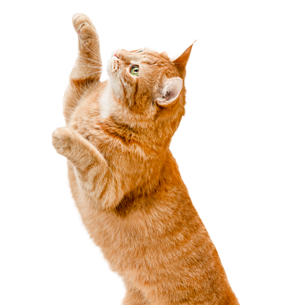 PAWS Atlanta: A No-Kill Animal Shelter in Metro Atlanta