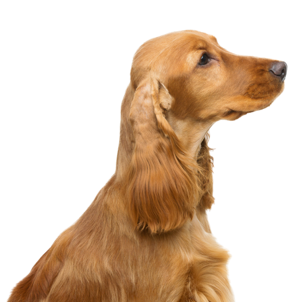 PAWS Atlanta: A No-Kill Animal Shelter in Metro Atlanta