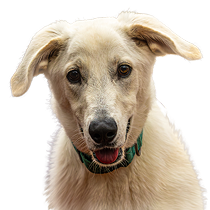 PAWS Atlanta: A No-Kill Animal Shelter in Metro Atlanta