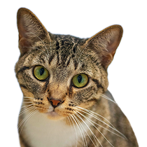 PAWS Atlanta: A No-Kill Animal Shelter in Metro Atlanta