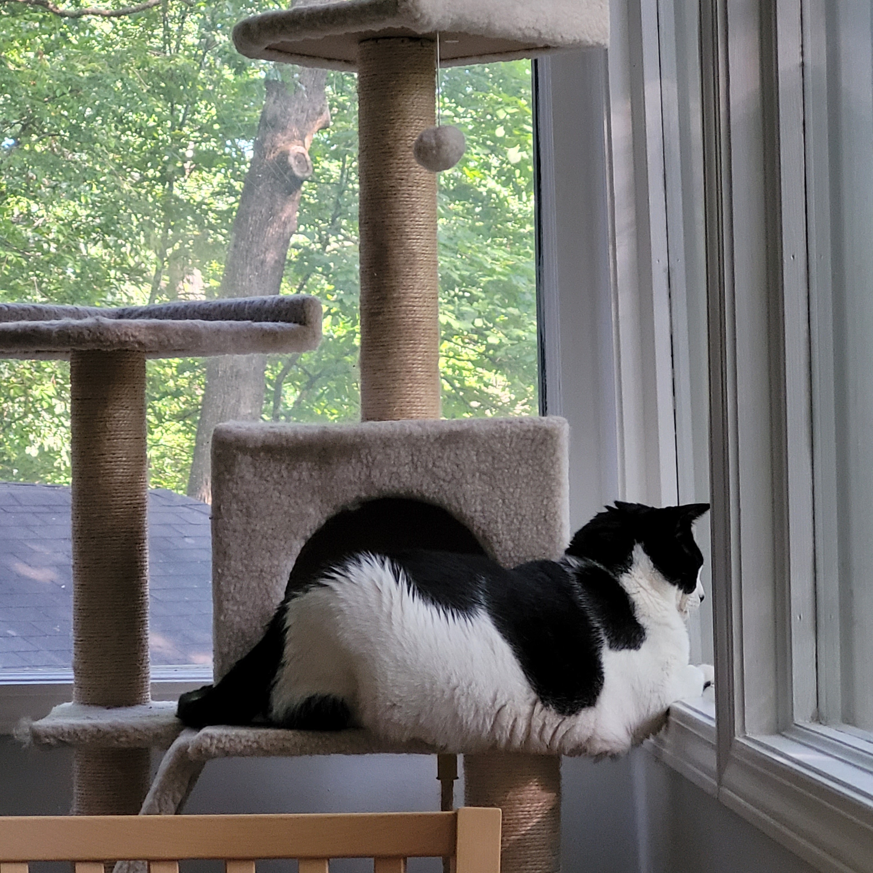 Foster Spotlight: Matthew