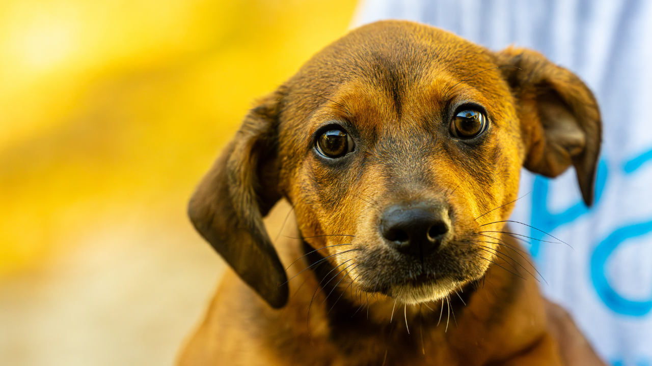 Dogs & Puppies for Adoption in Metro Atlanta | PAWS Atlanta
